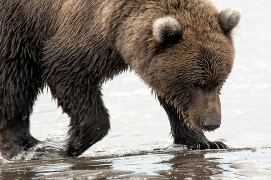 Tom photos, images, assets | Adobe Stock