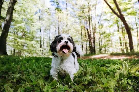 Lapso Images – Browse 200 Stock Photos, Vectors, and Video | Adobe Stock