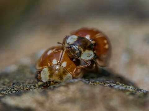 Copulando Images – Browse 116 Stock Photos, Vectors, and Video | Adobe ...