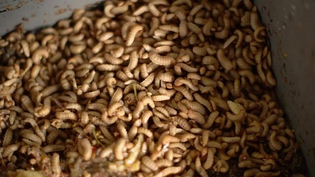 "Insect Larvae" Images – Parcourir 713 le catalogue de photos, vecteurs ...