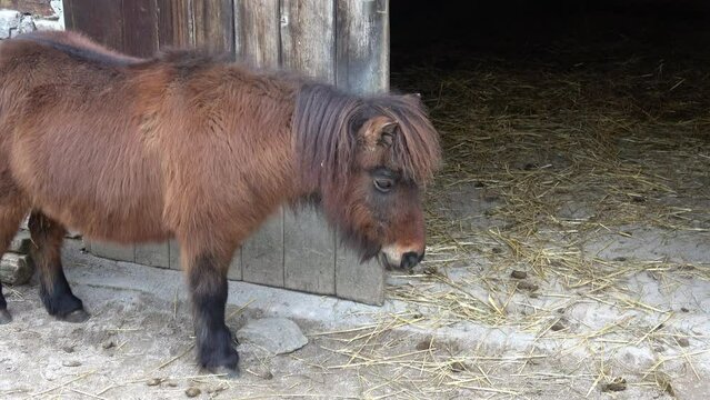 "Brown Pony" Immagini - Sfoglia 184 foto, vettoriali e video Stock ...