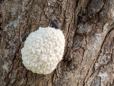 Syn Bilder – Durchsuchen 4,458 Archivfotos, Vektorgrafiken und Videos ...