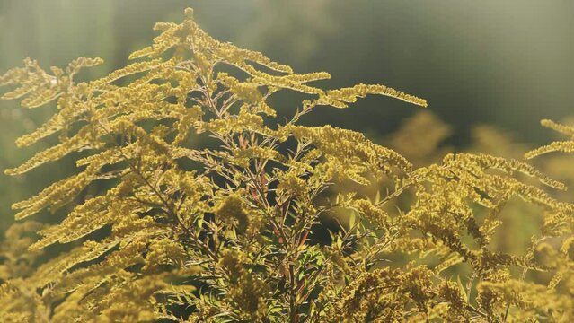 Solidago Video Footage – Browse 878 HD Stock Video and Footage | Adobe ...