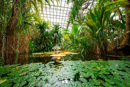 Palm House"」の写真素材 | 583件の無料イラスト画像 | Adobe Stock