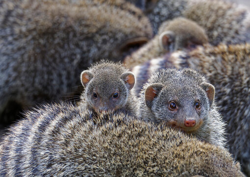 "Mongoose Family" Images – Browse 455 Stock Photos, Vectors, and Video ...