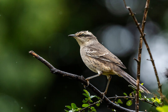 Sabia-Do-Campo Images – Browse 66 Stock Photos, Vectors, and Video ...