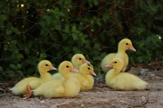 Patitos Bilder – Durchsuchen 536 Archivfotos, Vektorgrafiken und Videos ...