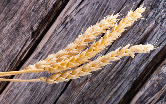 Weizensamen Bilder – Durchsuchen 570,479 Archivfotos, Vektorgrafiken ...