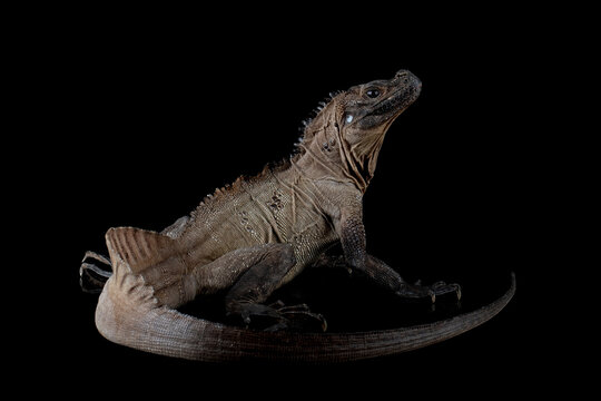 Hydrosaurus Bilder – Durchsuchen 328 Archivfotos, Vektorgrafiken und ...