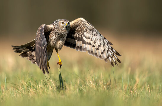 "Circus Cyaneus" Bilder – Durchsuchen 2,580 Archivfotos, Vektorgrafiken ...