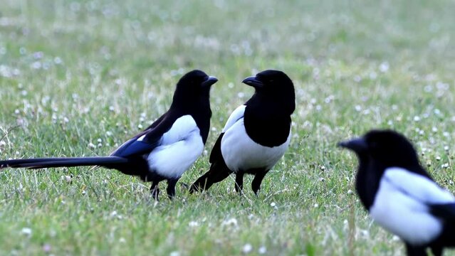 Magpie Uk Images – Browse 698 Stock Photos, Vectors, and Video | Adobe ...