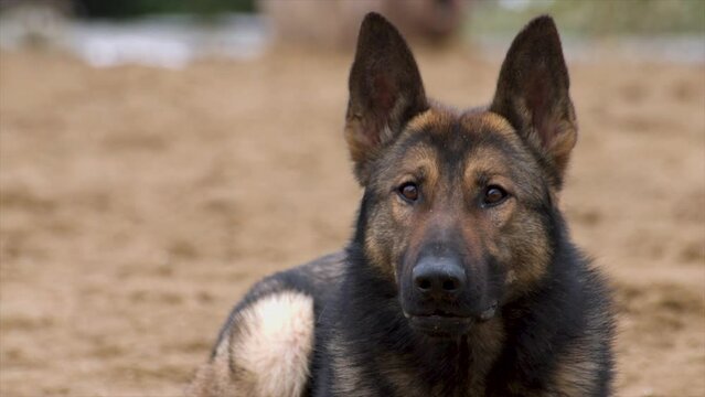 "Pastor Belga Malinois" Images – Browse 307 Stock Photos, Vectors, and ...