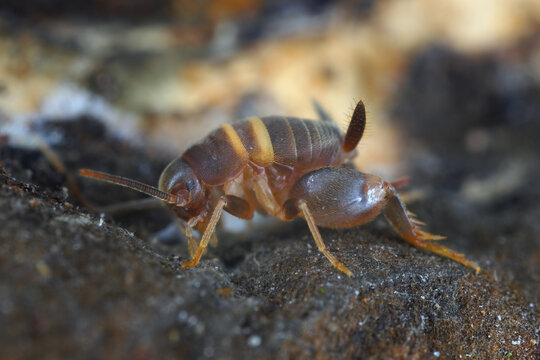 Sprickets Bilder – Durchsuchen 183 Archivfotos, Vektorgrafiken und ...