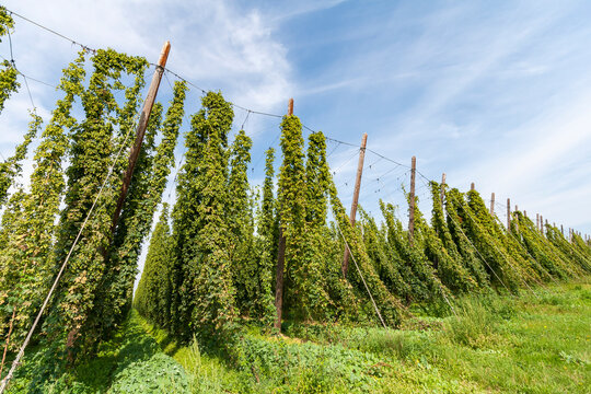 Hopfenfeld Images – Browse 462 Stock Photos, Vectors, and Video | Adobe ...