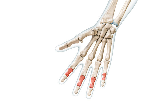 รูปภาพPhalange – เลือกดูภาพถ่ายสต็อก เวกเตอร์ และวิดีโอ13,936 | Adobe Stock