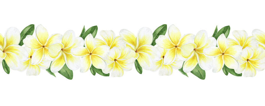 Plumeria Border Plumeria Border Images – Browse 9,142 Stock Photos,