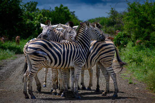รูปภาพSingle-Hoofed – เลือกดูภาพถ่ายสต็อก เวกเตอร์ และวิดีโอ113 | Adobe ...