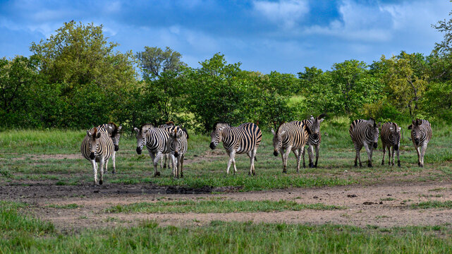 รูปภาพSingle-Hoofed – เลือกดูภาพถ่ายสต็อก เวกเตอร์ และวิดีโอ113 | Adobe ...