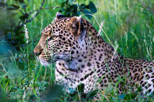 Leopardess Bilder – Durchsuchen 789 Archivfotos, Vektorgrafiken und ...