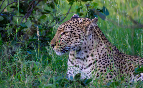 Leopardess Bilder – Durchsuchen 789 Archivfotos, Vektorgrafiken und ...