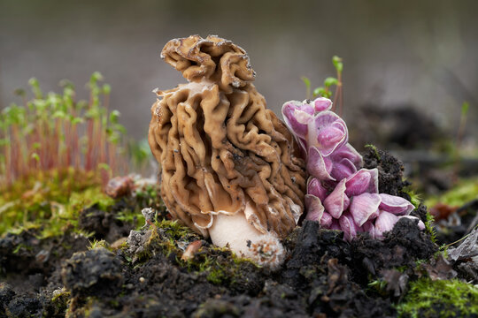 Thimble-Cap Images – Browse 135 Stock Photos, Vectors, and Video ...