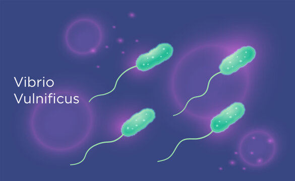 Vibrio Bacteria Drawing