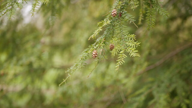Eastern Hemlock Miscellaneous