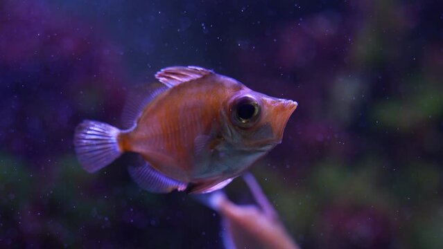 Boarfish bilder – Bläddra bland 92 stockfoton, vektorer och videor ...