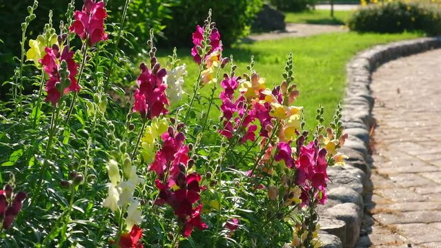 Snapdragons Images – Browse 31,797 Stock Photos, Vectors, and Video ...
