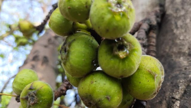 "Ficus Racemosa" Images – Browse 605 Stock Photos, Vectors, and Video ...