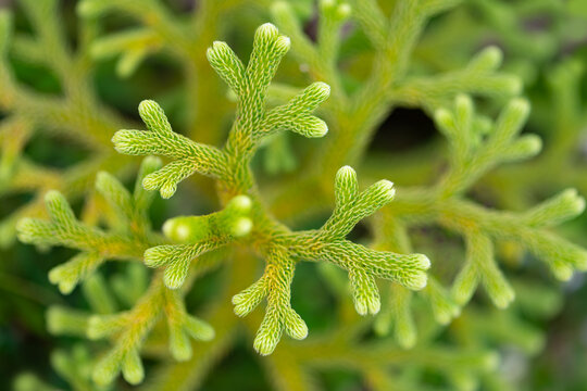 รูปภาพMicrophyll – เลือกดูภาพถ่ายสต็อก เวกเตอร์ และวิดีโอ14,393 | Adobe ...