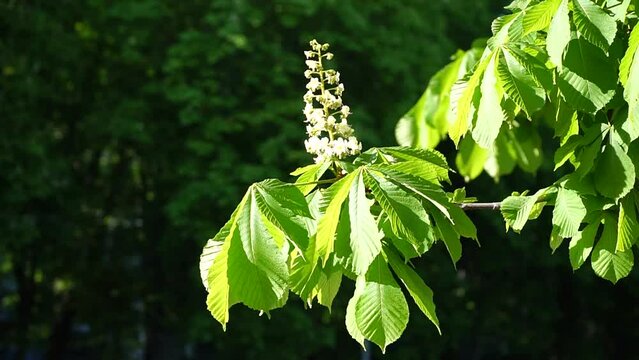 Horse-Chestnut 이미지 – 찾아보기 27,034 스톡 사진, 벡터 및 비디오 | Adobe Stock