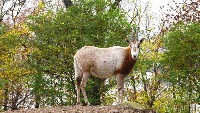 "Sahara Oryx" Images – Browse 1,120 Stock Photos, Vectors, and Video ...