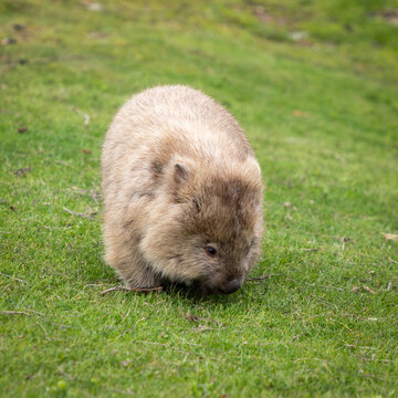 "Australian Mammal" Billeder – Gennemse 295 stockfotos, vektorer og ...