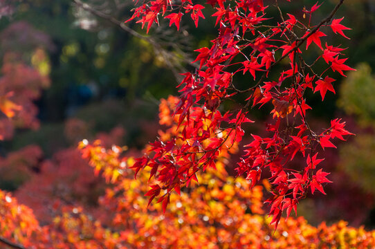 Thongchai S. photos, images, assets | Adobe Stock