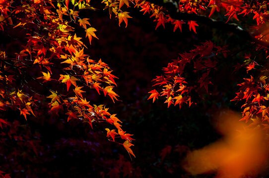 Thongchai S. photos, images, assets | Adobe Stock