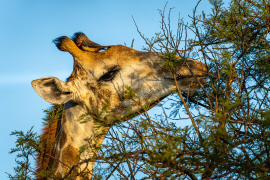 Kameelperd Imagens – Procure 44 fotos, vetores e vídeos | Adobe Stock