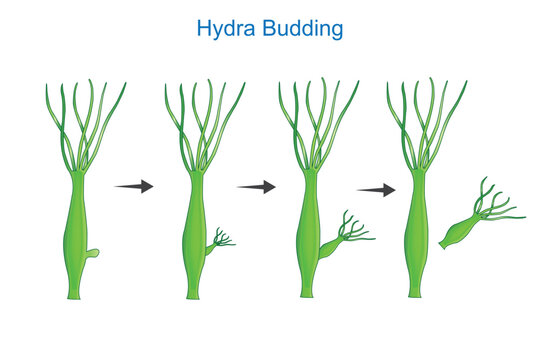 Hydra Plant