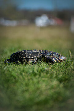 Obero Images – Browse 13 Stock Photos, Vectors, and Video | Adobe Stock