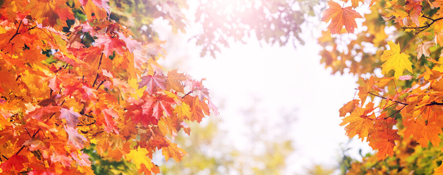 "Autumn Background" bilder – Bläddra bland 67,140 stockfoton, vektorer ...