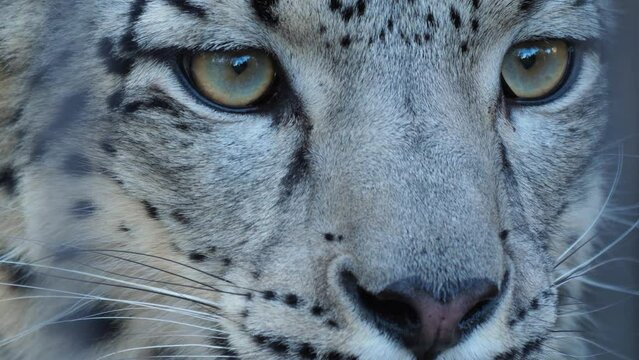 Snow Leopard Eye Close Up