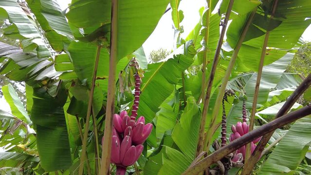 "Red Banana" Images – Browse 24,792 Stock Photos, Vectors, and Video ...