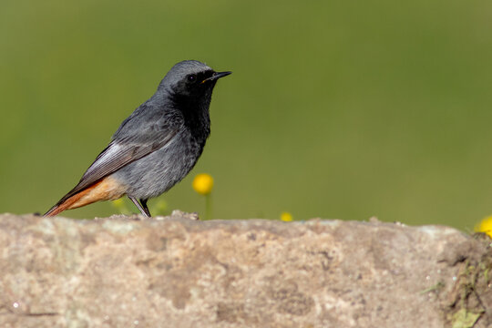 รูปภาพPasserotto – เลือกดูภาพถ่ายสต็อก เวกเตอร์ และวิดีโอ315 | Adobe Stock