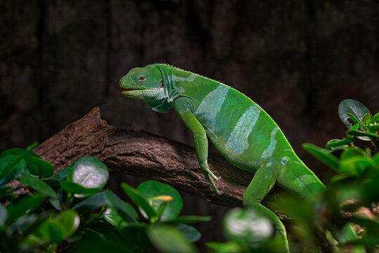 "Fiji Banded Iguana" Images – Browse 353 Stock Photos, Vectors, and ...