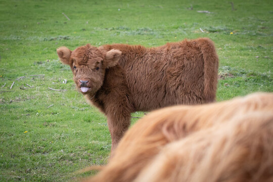 "Long Hair Cow" Images – Browse 40 Stock Photos, Vectors, and Video ...