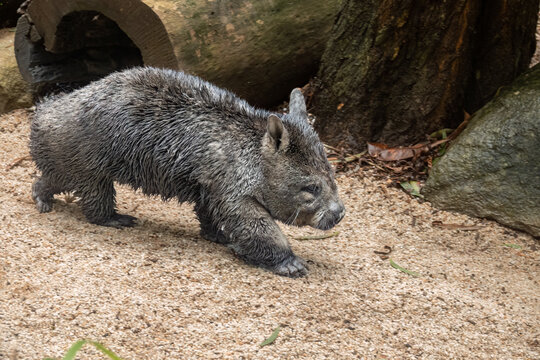 "Common Wombat" Bilder – Durchsuchen 1,049 Archivfotos, Vektorgrafiken ...