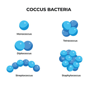Types Of Coccus Coccus Spherical Shapes: Monococcus,, 53% OFF