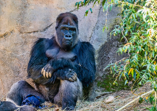 รูปภาพSimian – เลือกดูภาพถ่ายสต็อก เวกเตอร์ และวิดีโอ43,357 | Adobe Stock