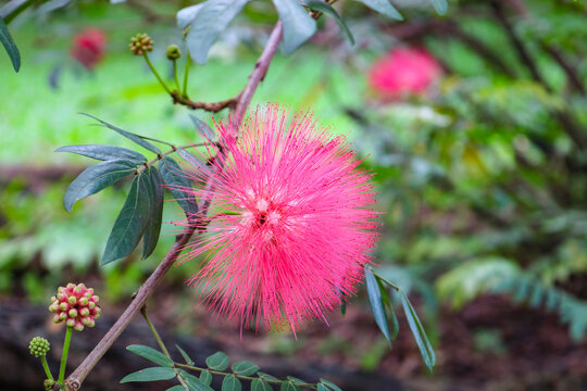 Powder Puff Tree Care