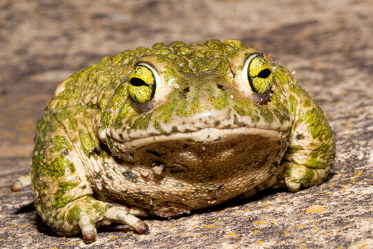 "Sapo Images – Browse 2,769 Stock Photos, Vectors, and Video | Adobe Stock